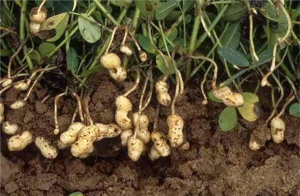 Animales y Plantas de Perú: Maní - Arachis hypogaea