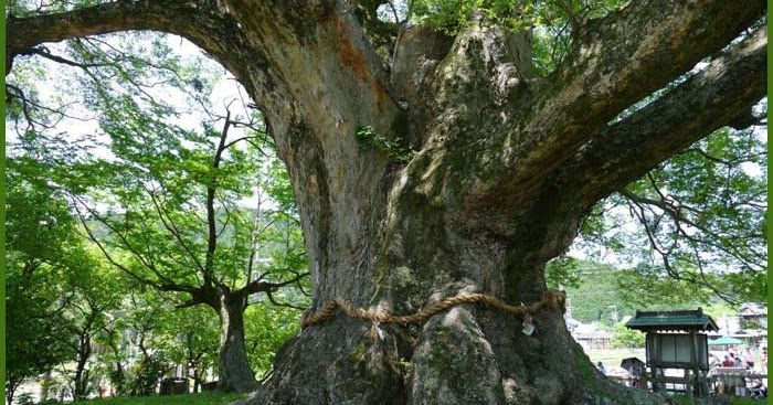 Heian Period Japan: keyaki zelkova tree legends