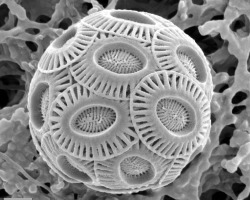 Over The Hills And Far Away: Cocolitofóridos y sus curiosas estructuras.