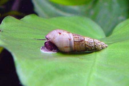 Acvaristica: Melcii de acvariu