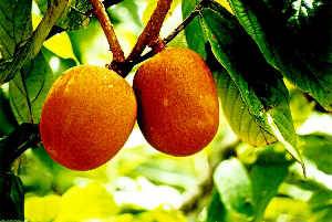 Cupuaçu (Theobroma grandiflorum)