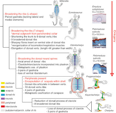 Species New to Science: [Paleontology • 2013] Evolutionary Origin of ...