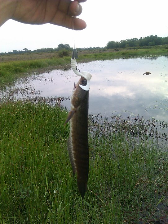 Common Snakeheads - Part 2 - Baits & Techniques | THE ANGLERS