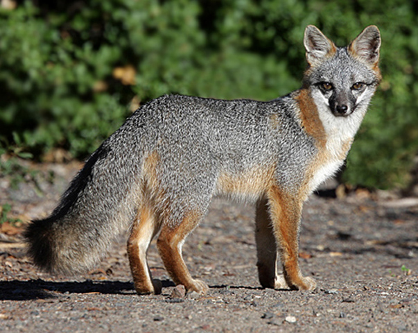 ECOSISTEMAS DE COSTA RICA: PÁRAMO SUBALPINO