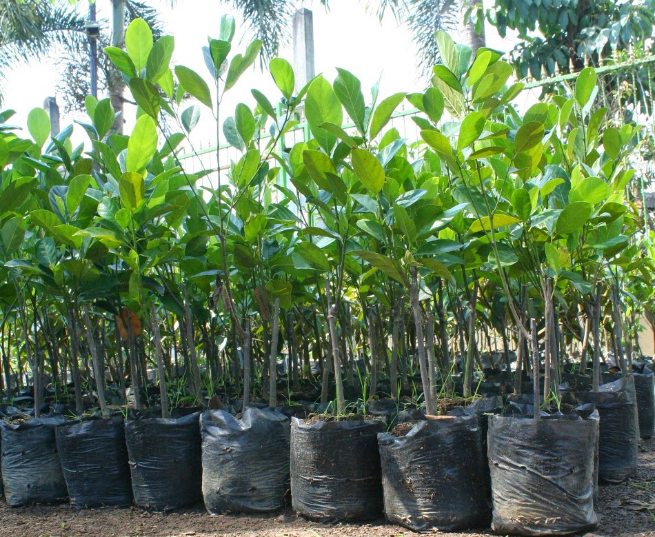 TOKOTANI: bibit nangka mini dan nangkadak