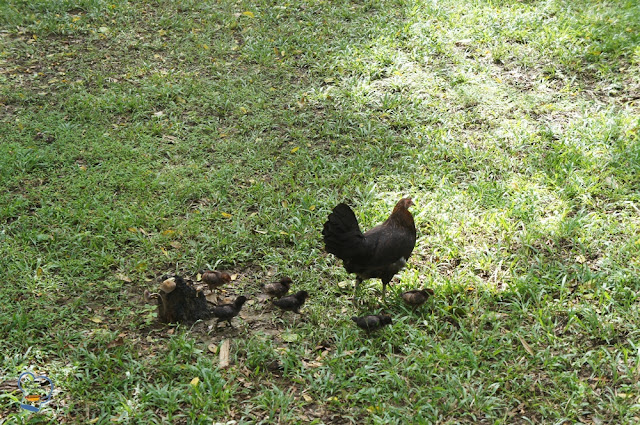 Pinay Panadera's Culinary Adventures: A Glimpse of Marinduque - The ...