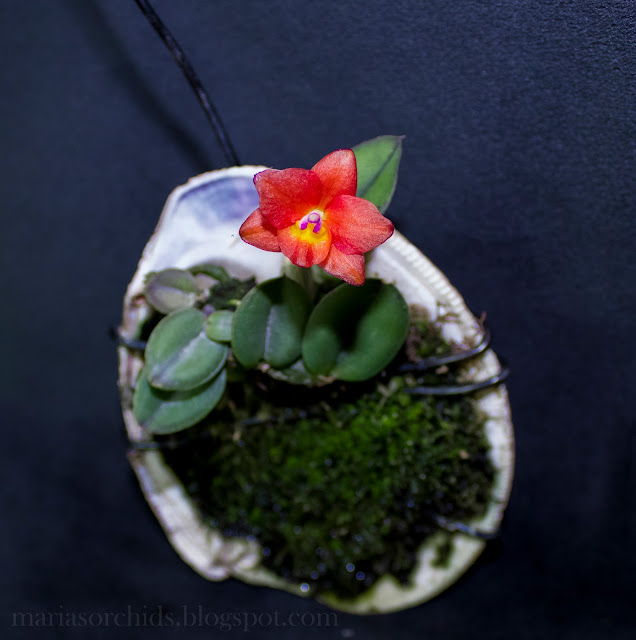 Maria's Orchids: Cattleya cernua blooms