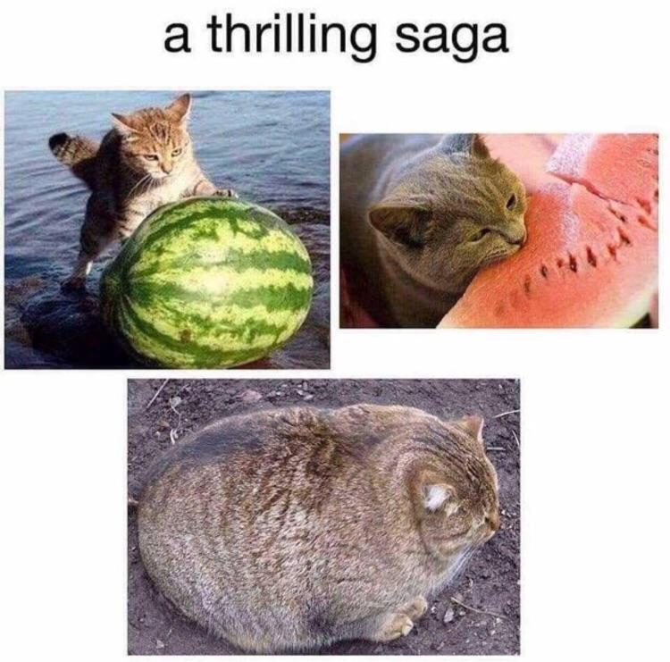 A thriling saga - cat watermelon