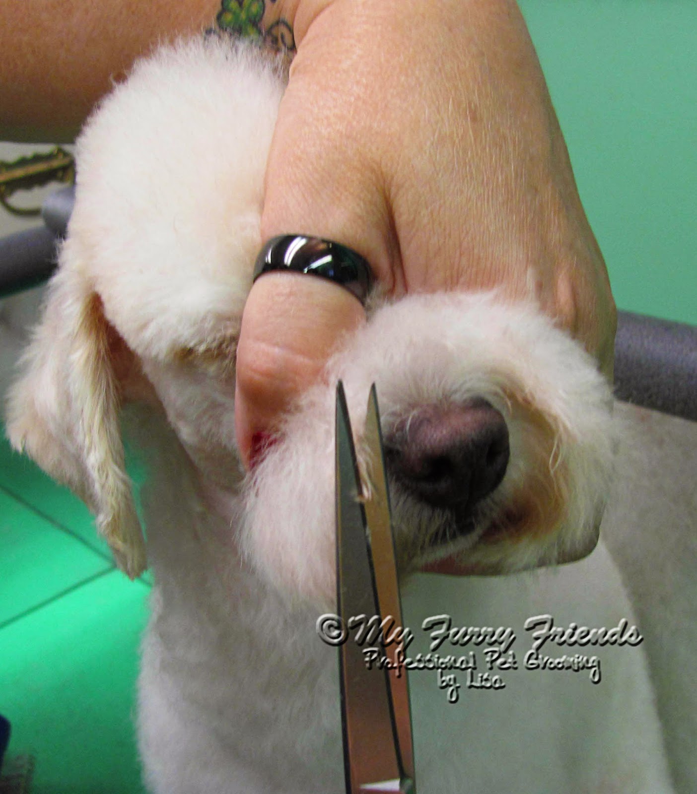 Pet Grooming: The Good, The Bad, & The Furry: Cute Face How-To