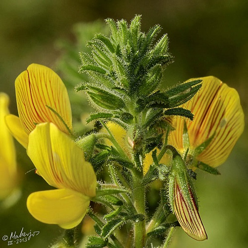 BIODIVERSIDAD COSTA GRANADINA Y...: Pegamoscas, melera (Ononis natrix)