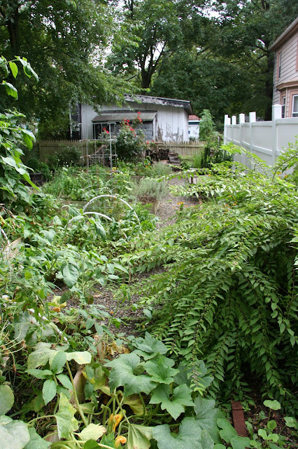 Daffodils & Daydreams: A Neglected Kitchen Garden in August