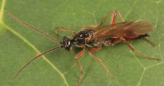 Variety of Life: Proctotrupidae