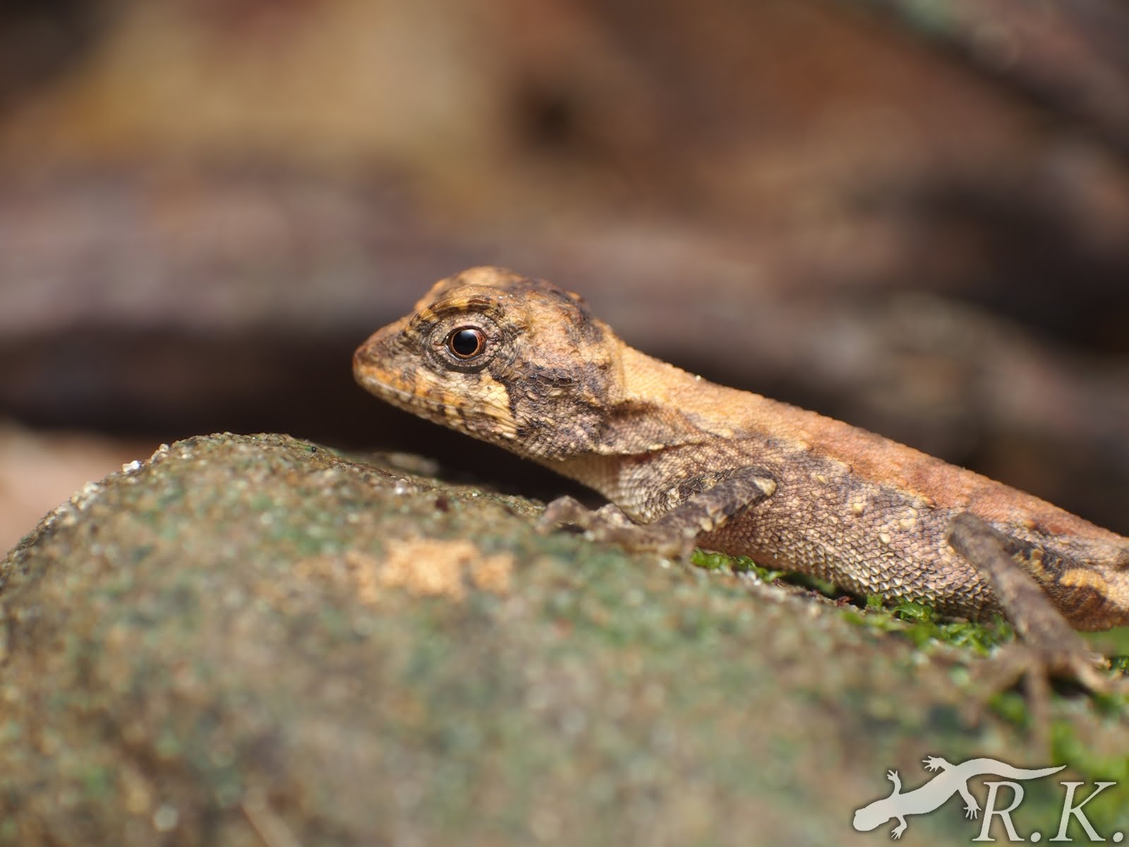小さな隣人たちの世界: サキシマキノボリトカゲ Diploderma polygonatum ishigakiense (Van ...
