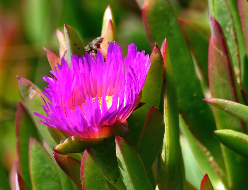 Barbara Rich Photography: Northern California Wildflowers and Native Plants
