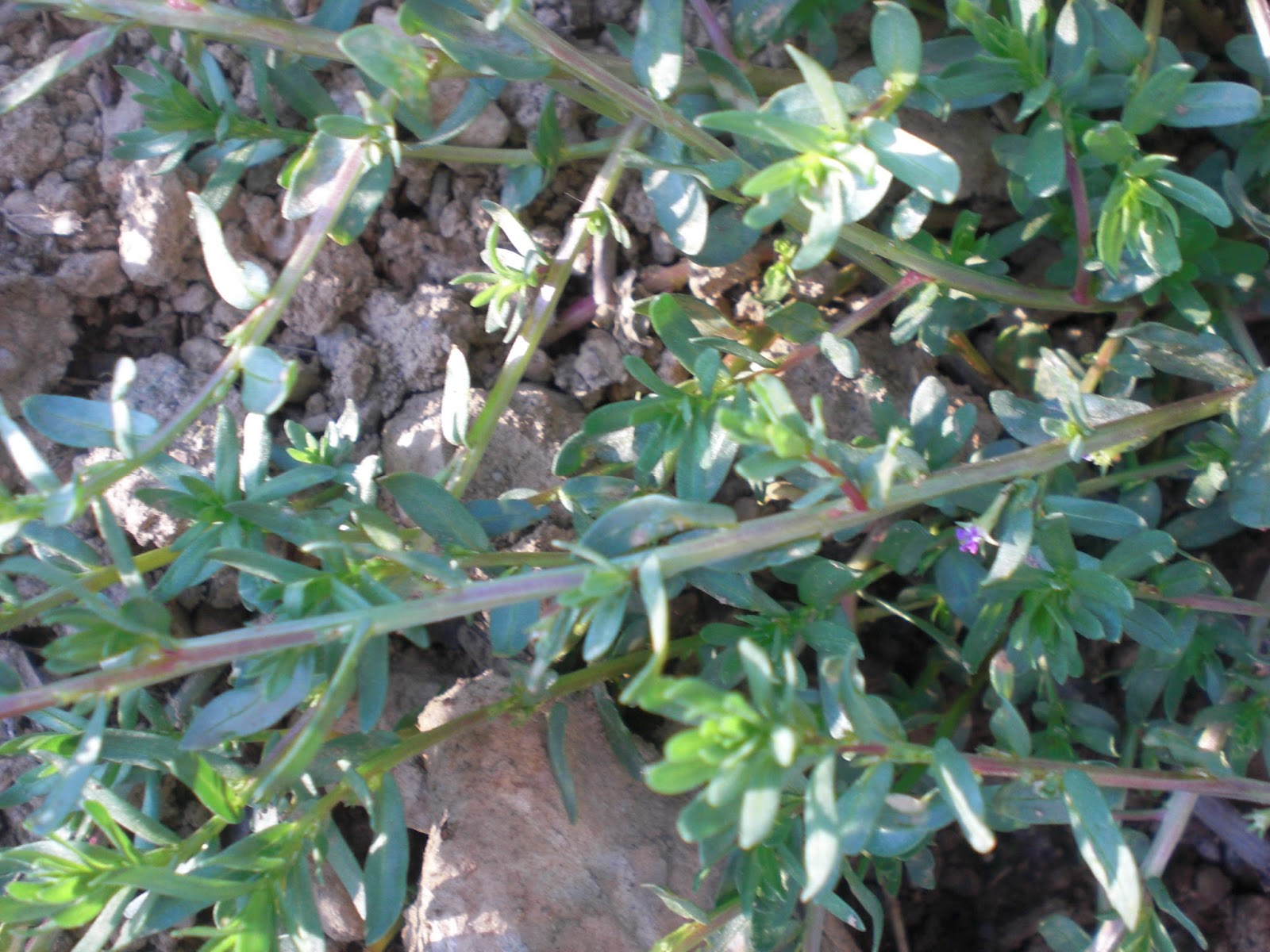Perfumes y luces de Extremadura: Lythrum hyssopifolia, hierba de toro.