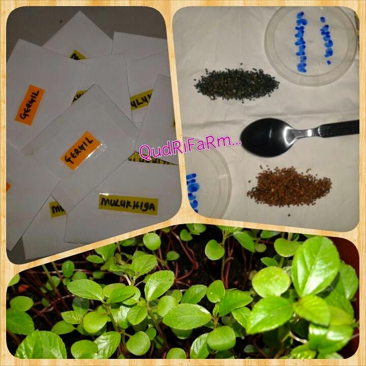 QudRiFaRm: Tanaman جرجير,,, Jarjir,,, Gergil,,, Jarjil @ QudRiFaRm...