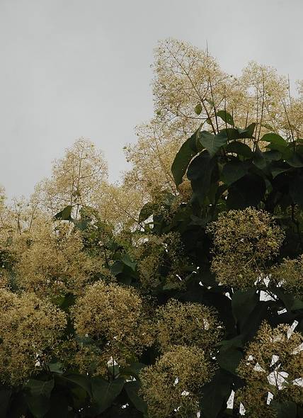 Teak - Tree Directory