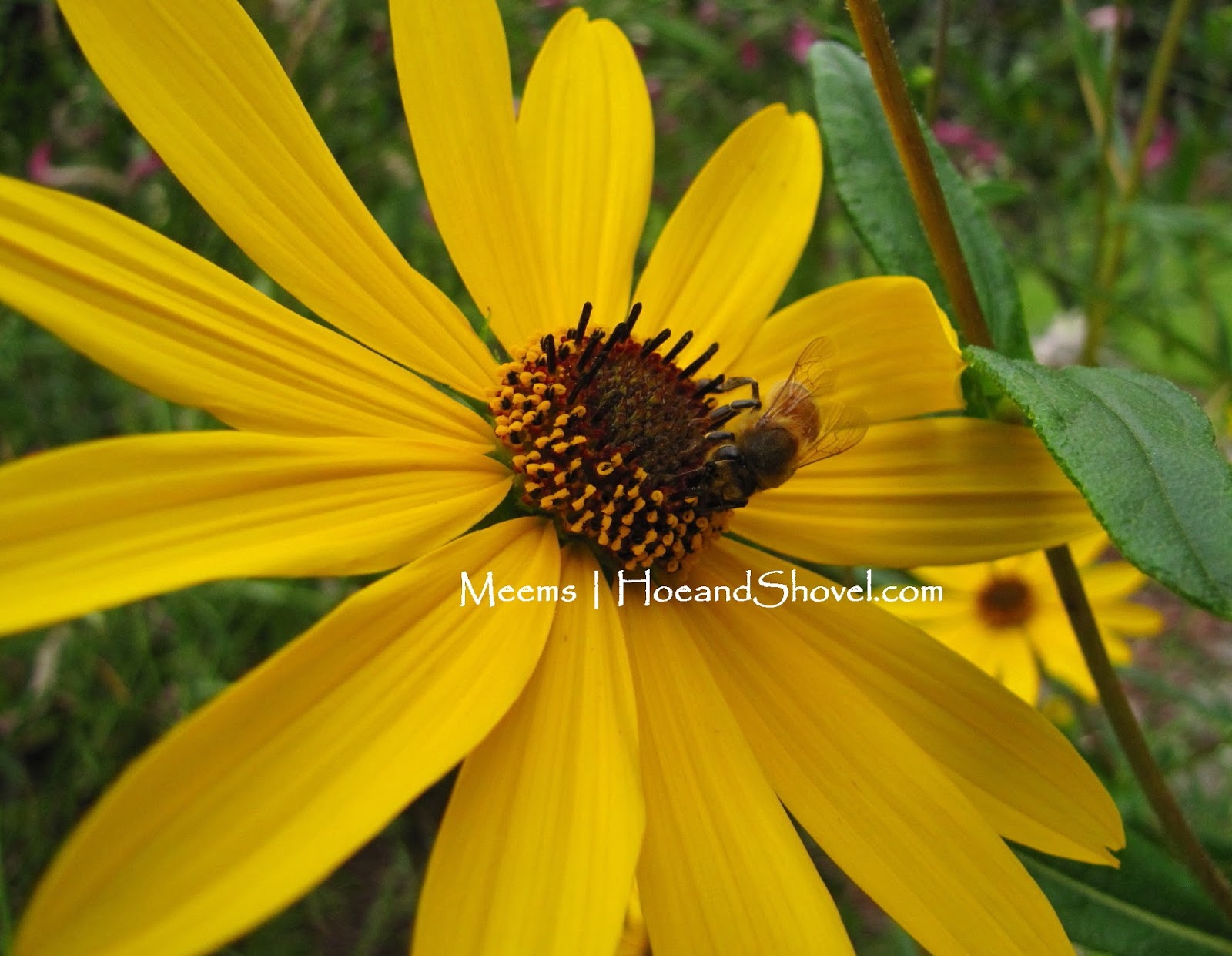 Hoe and Shovel: Swamp Sunflower