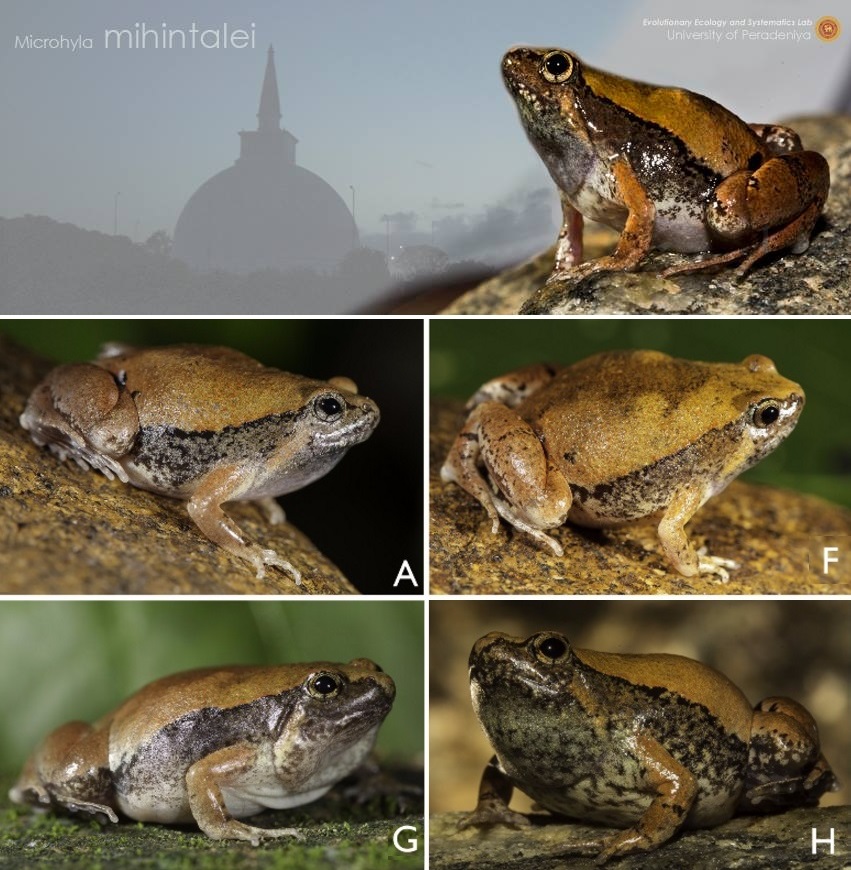 Species New to Science: [Herpetology • 2016] Microhyla mihintalei • A ...