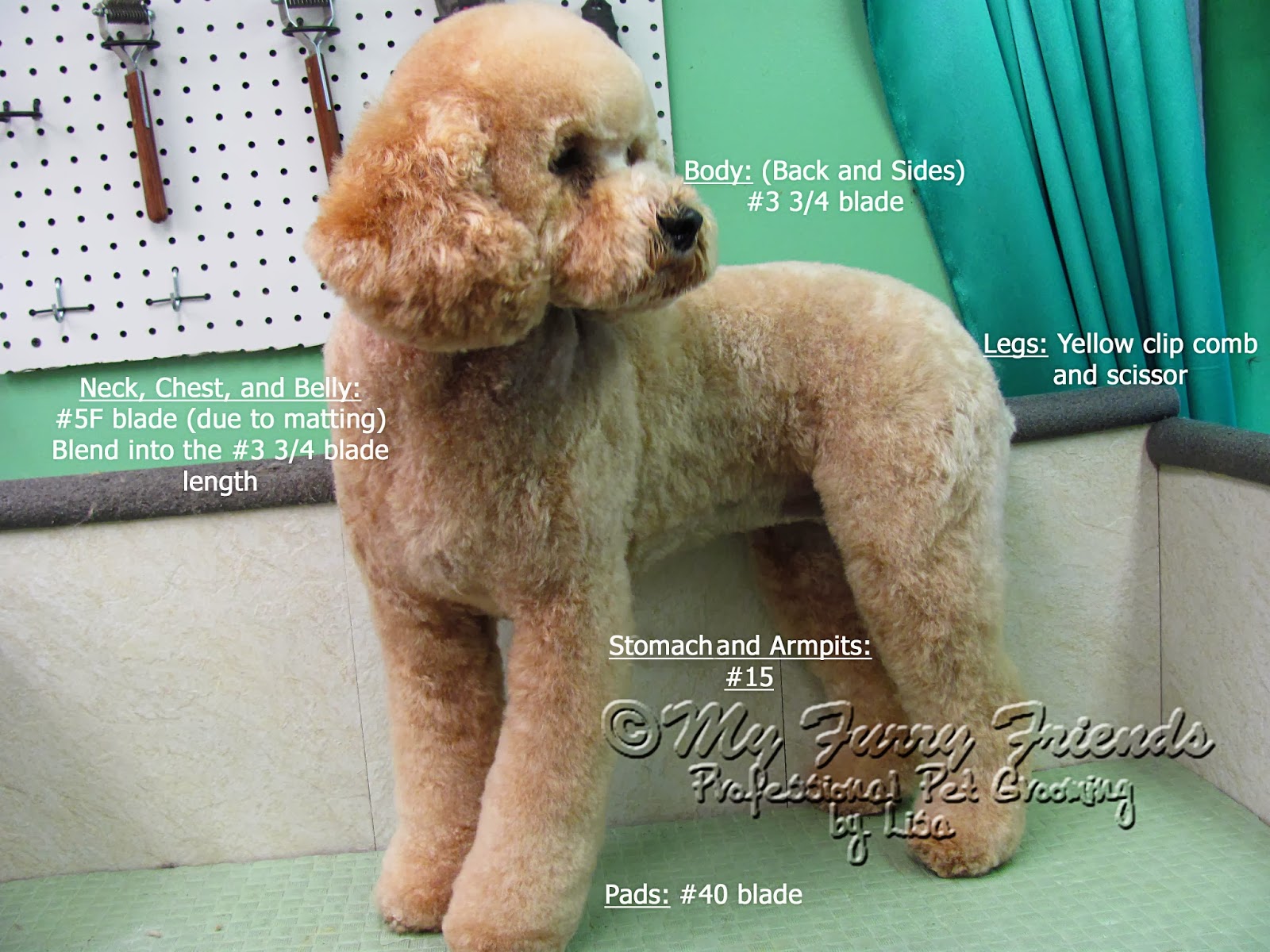 Pet Grooming: The Good, The Bad, & The Furry: Monday Makeover #18 ...