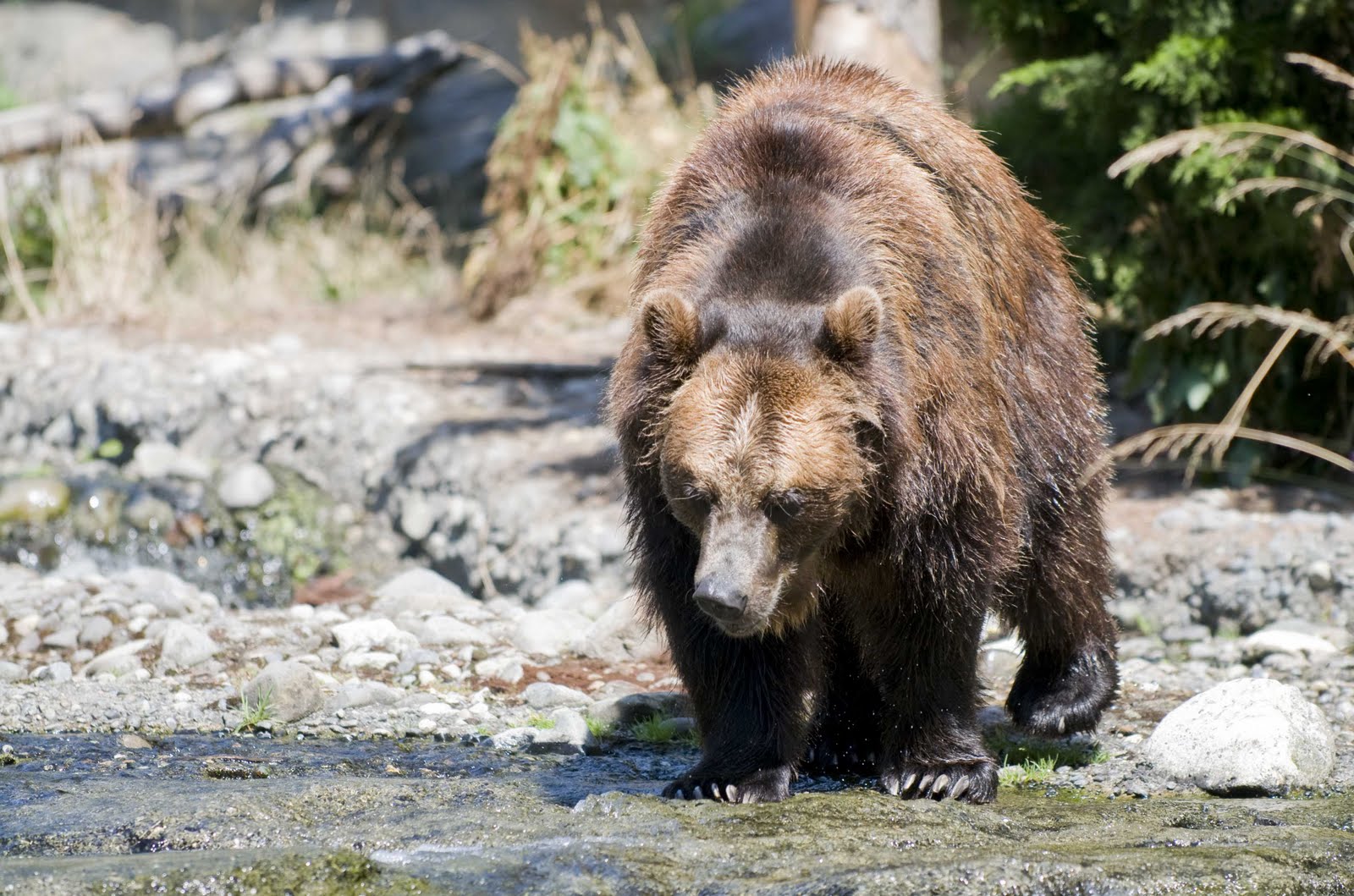 Alasdair Turner Photography: Animals and Birds of Washington's Alpine ...