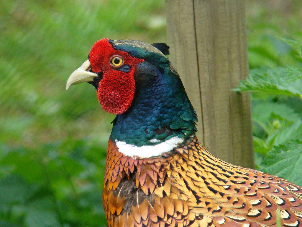 WildLife: Common Pheasant Beautiful Bird in The World