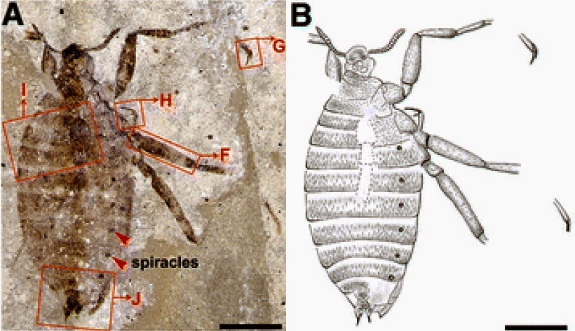 Sciency Thoughts: A new species of Flea from the Early Cretaceous of ...