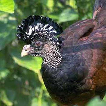 La fauna Yucateca: La fauna de Yucatán