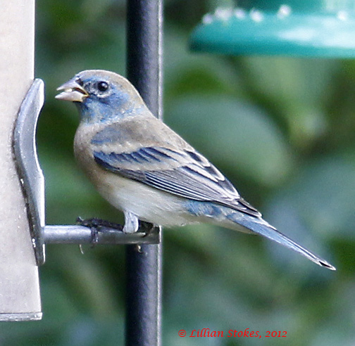 Lazuli Bunting Female