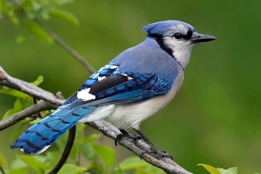 Jeff in TO: Blue Jay Sighting