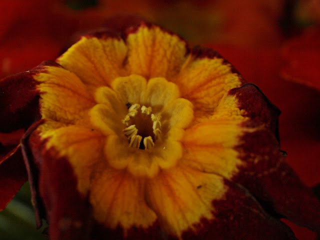 Makro spring - Positive vibes