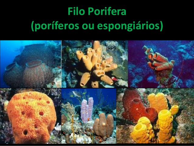 Filo porifera | Biologia: A ciência da vida