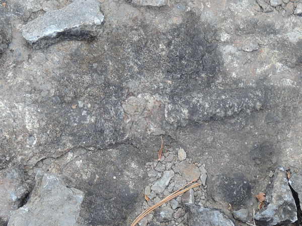 Chazy Reef - Part II ~ Hudson Valley Geologist