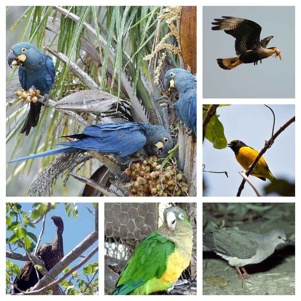 VENTO NORDESTE: A SURPREENDENTE E BELA FAUNA DA CAATINGA