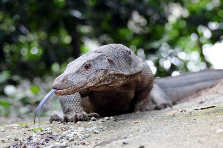 PurpleMangrove: Cool monitor lizard耍酷的巨蜥