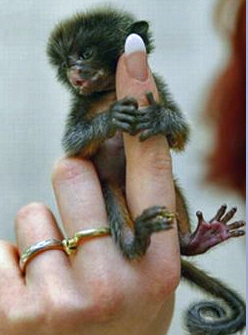 chippep: FINGER MONKEYS