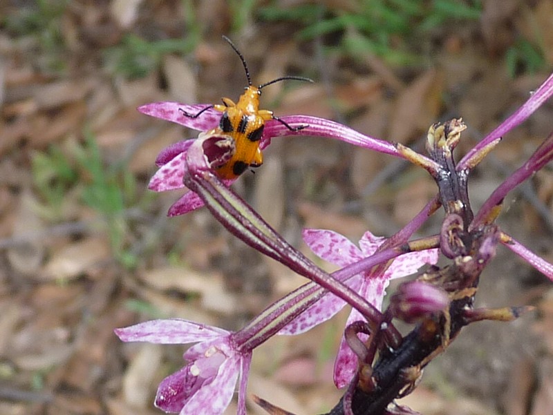 Ian Fraser, talking naturally: Beetling about the Bush (1)