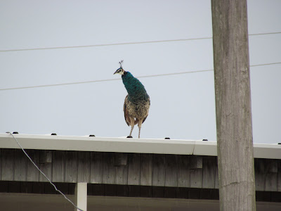Foto Blog Puerto Rico: Se escapo el Pavo!