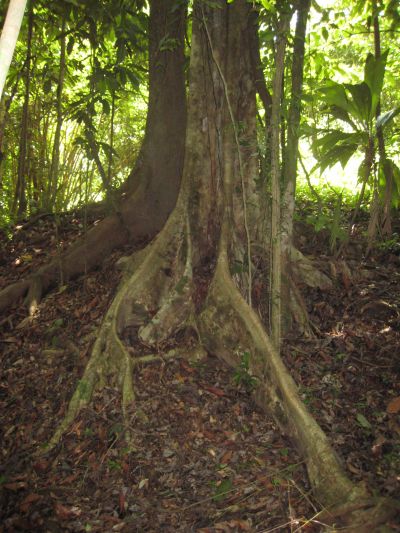 LAMAN GEOGRAFI ANDA: Tumbuhan Semula Jadi