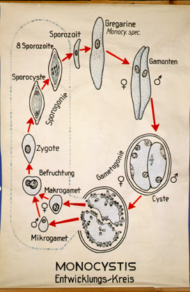 Basic Concept of Invertebrate Zoology Knowledge: Outline Classification ...