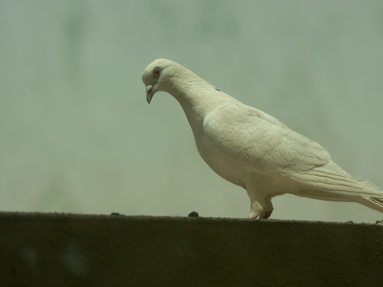 Our Beautiful World: White Dove