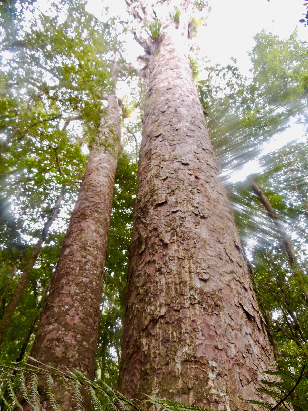 THE ROAD TAKEN : Trounson Kauri Park