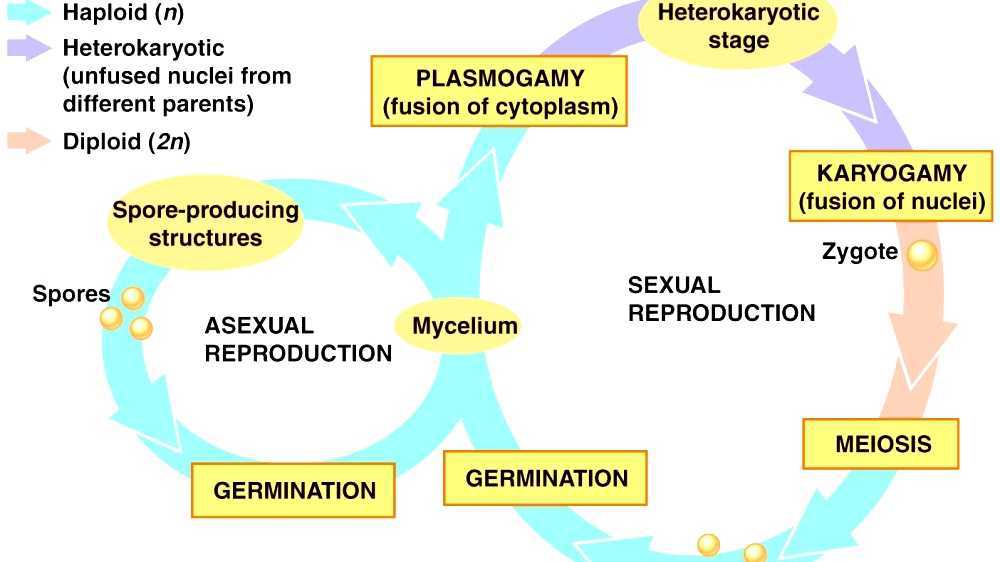 Biological life cycle