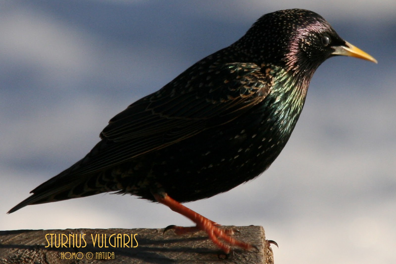 Homo Natura: Kottarainen