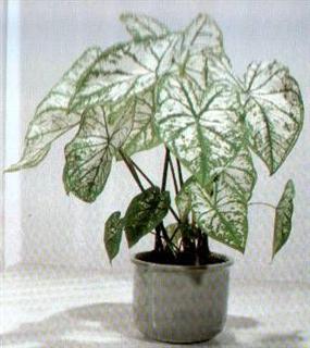 Kwiaty Świata: Kaladium