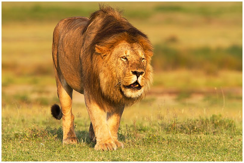 Marius Coetzee Photography: Lions - The Kings and Queens of Africa