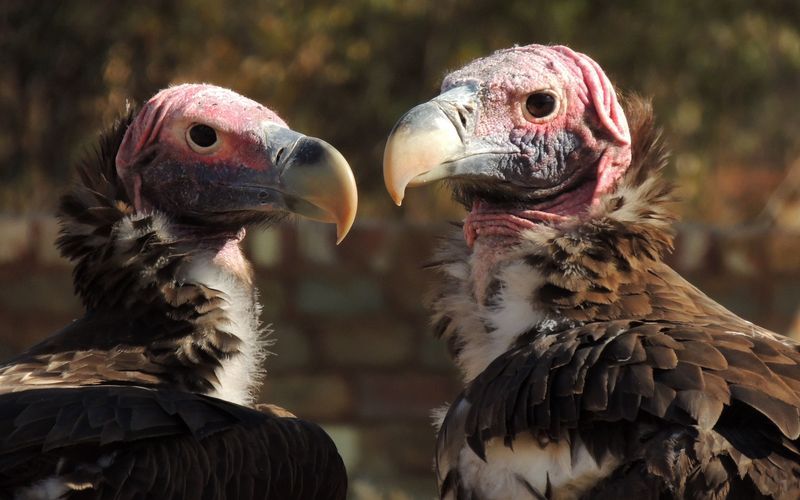 Faszination Geier: IVAD-Countdown: Die verschiedenen Geierarten