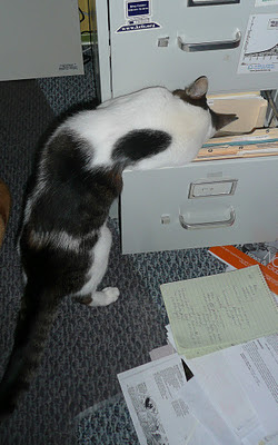 paper bag & string: 10 Busy Office Cats Do Some Filing: Workday Tuesday ...