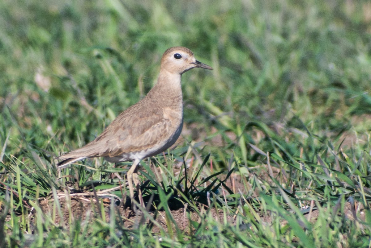 Len's Lens - Confessions of a digiscoper: Mountain Plover - Charadrius ...
