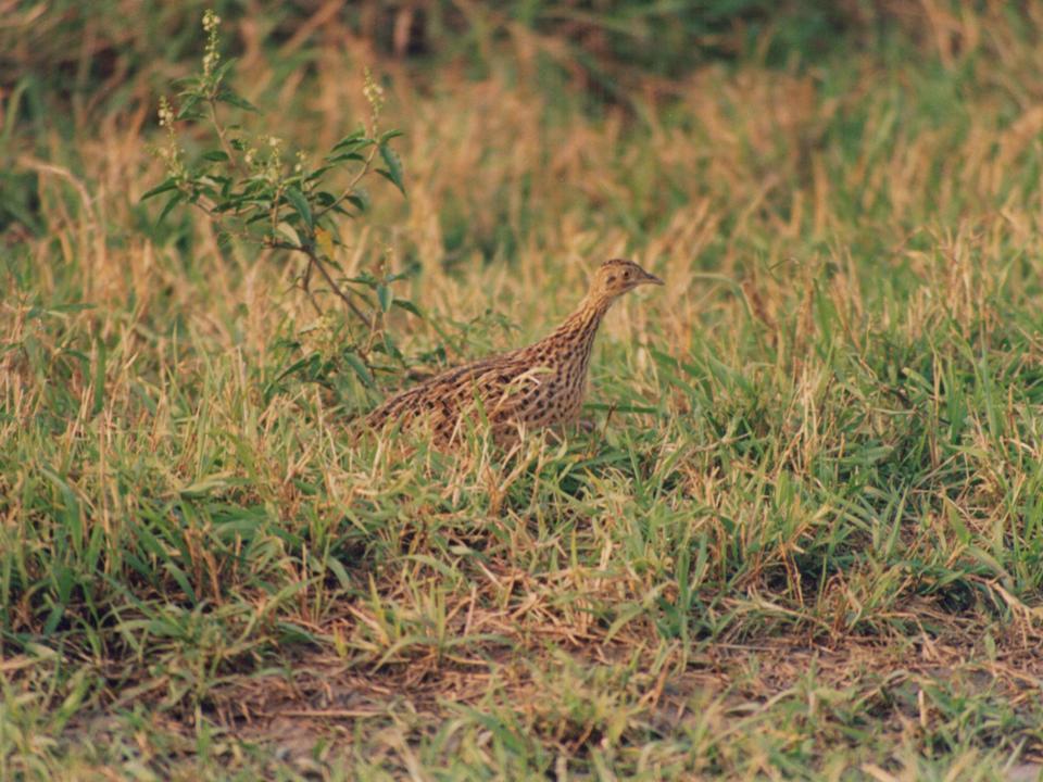 Ornitofilia: El caso de Nothura chacoensis. El polémico endemismo de ...